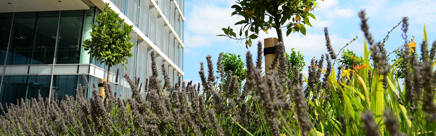 NJL BoxGreen | Grounds maintenance and landscape specialists