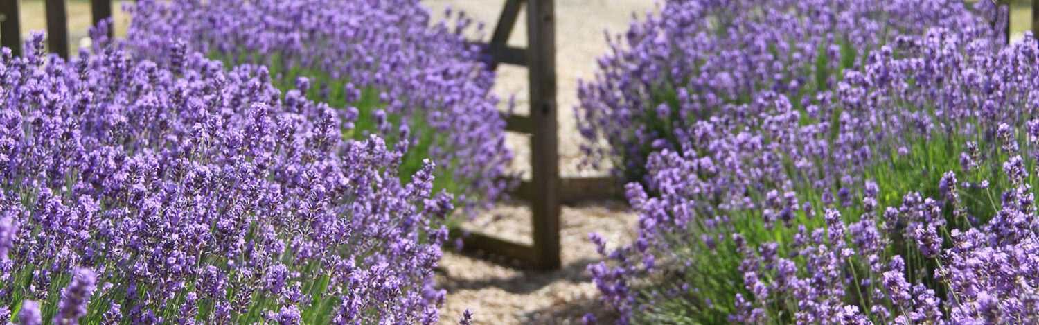 NJL BoxGreen | Grounds maintenance and landscape specialists